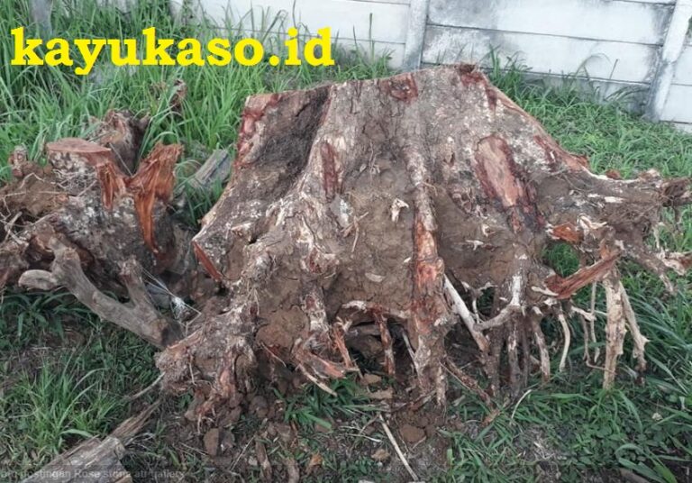 KARAKTERISTIK POHON MAHONI MENARIK