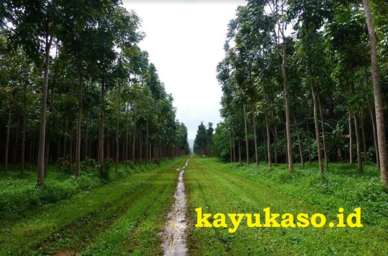 KARAKTERISTIK POHON MAHONI MENARIK